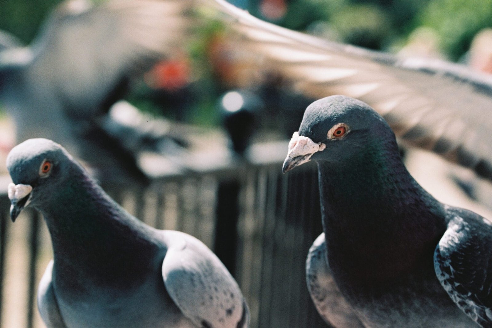 ¿Por qué las palomas se consideran una plaga? - Seprofu